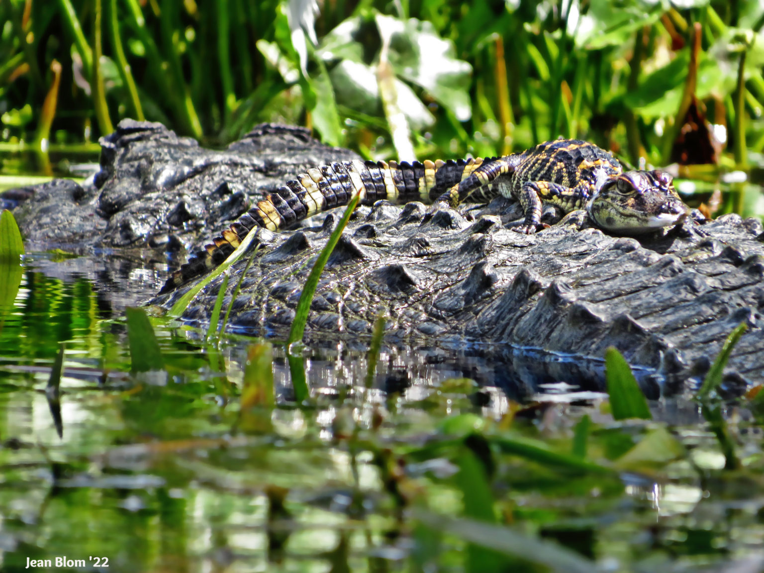 Success Story | Protecting a Valuable Asset: Leveraging RENXT in ...